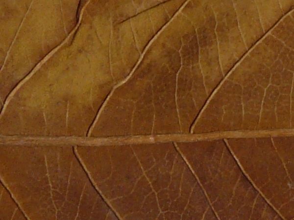 texture 0021 - Texturelib